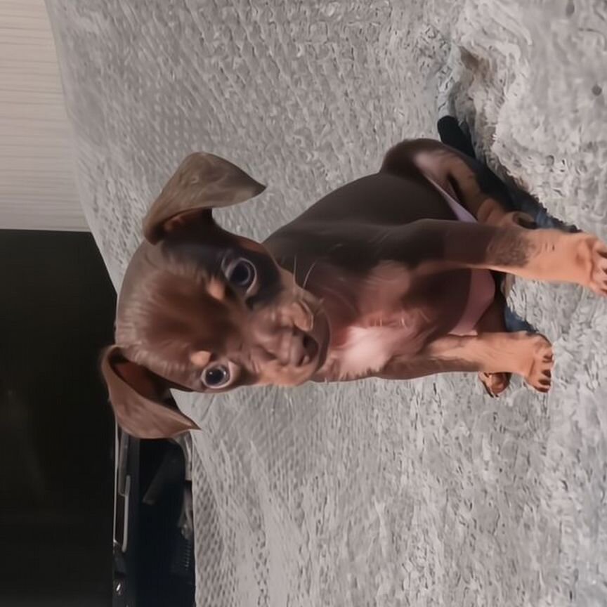 Русский той-терьер, щенок