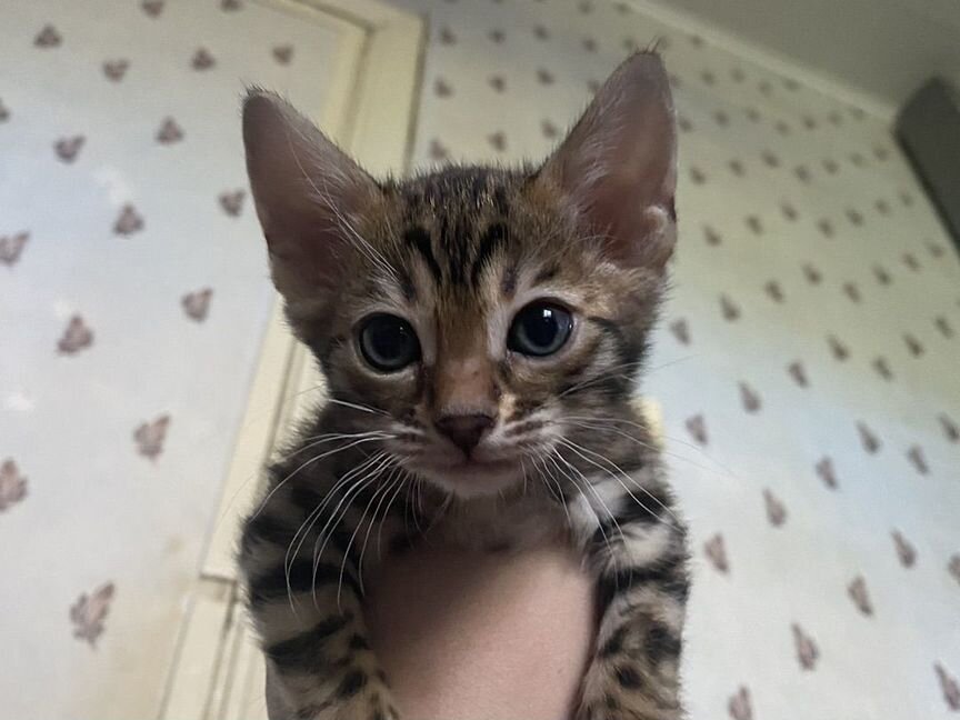 Бенгальские котята милашки