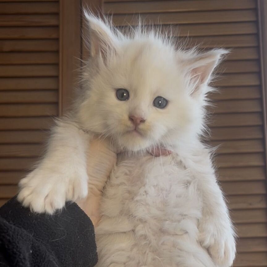 Мейн-кун котёнок