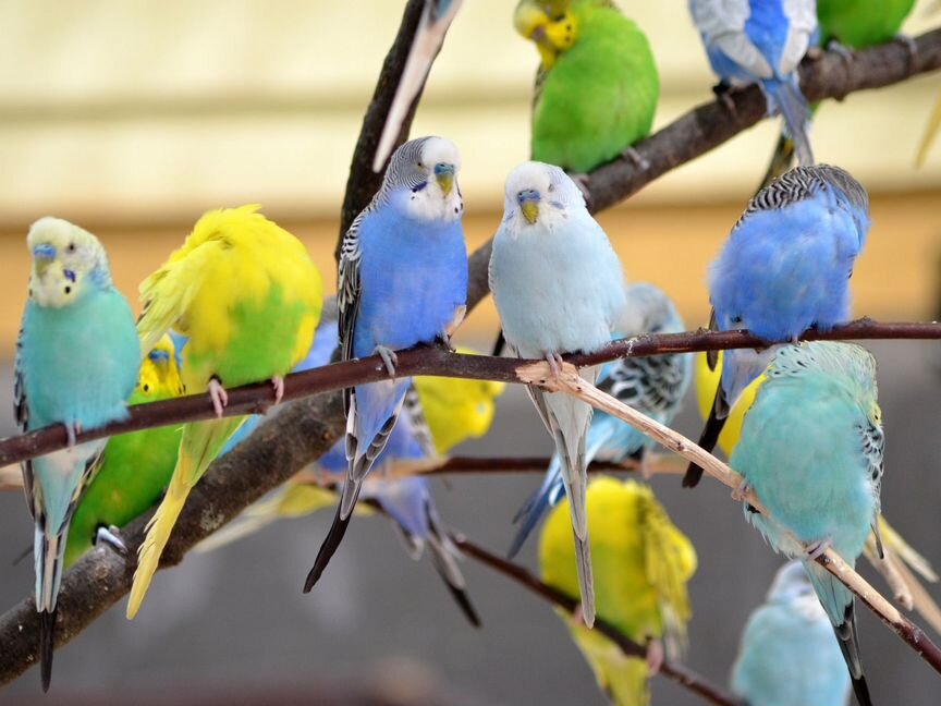 Волнистый попугай оптом