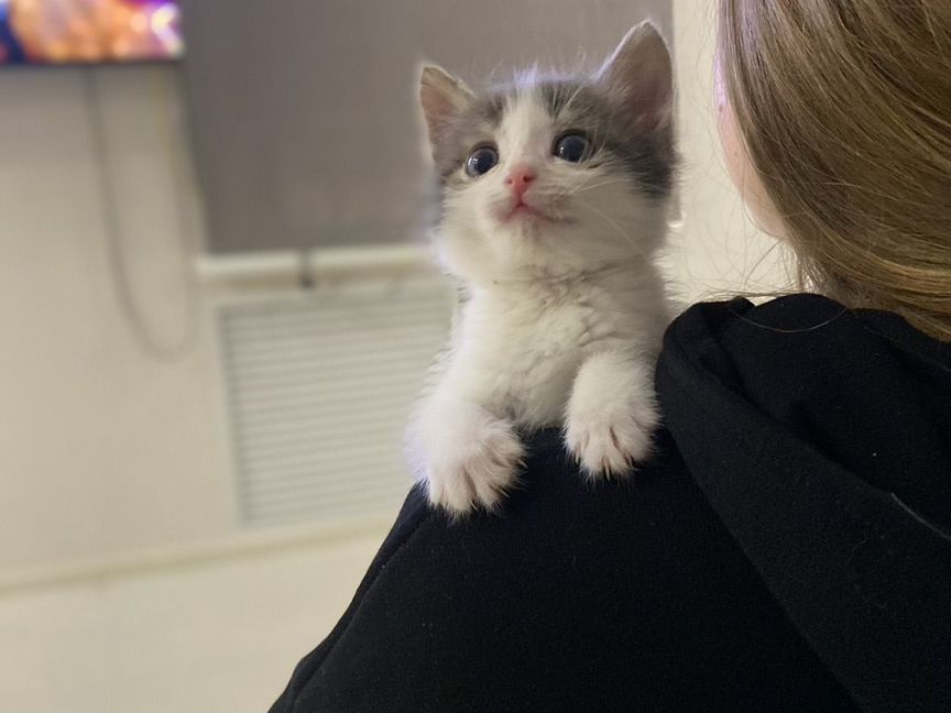 Котенок ищет любящую семью. Срочно