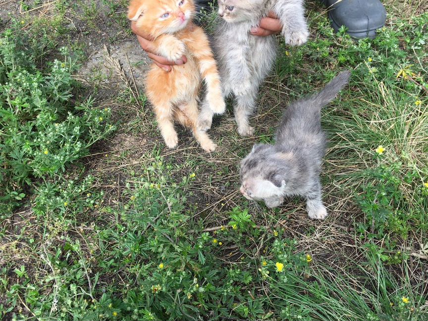 Шотландские котята