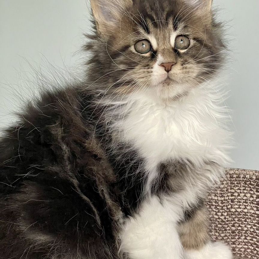 Мейн-кун черный мрамор