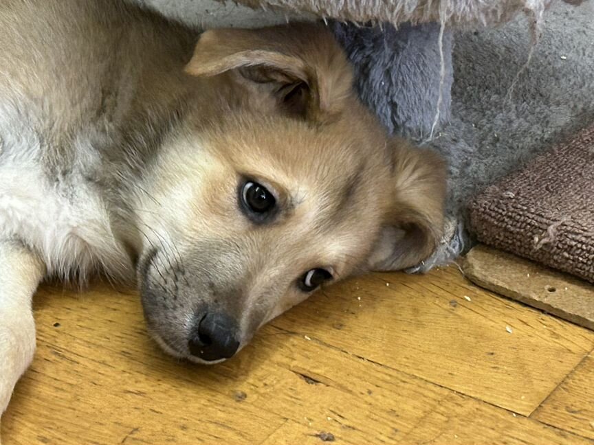 Добрый и нежный Ричик ждет семью