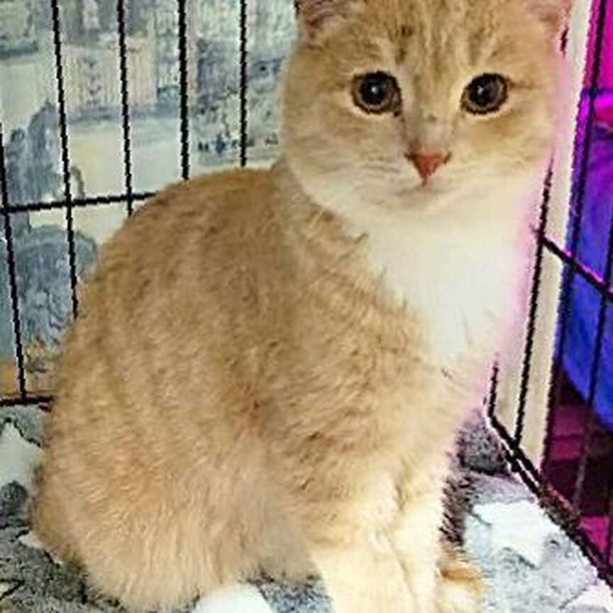 Котенок мальчик 7 месяцев