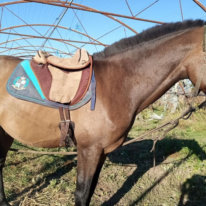 Седло бу для лошади