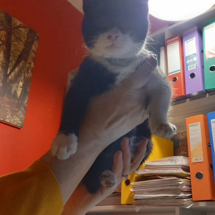 Красивый котёнок ищет новый дом