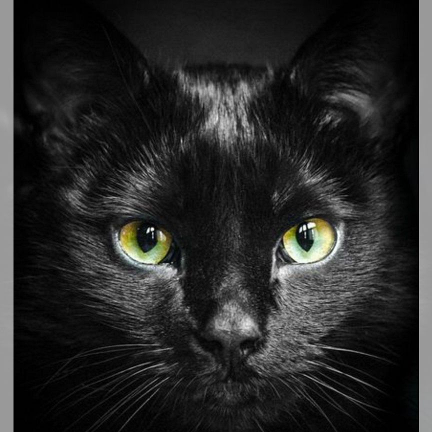 Которебенок София ищет дом
