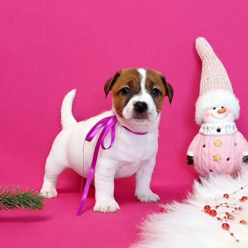 Джек-рассел-терьер, щенок