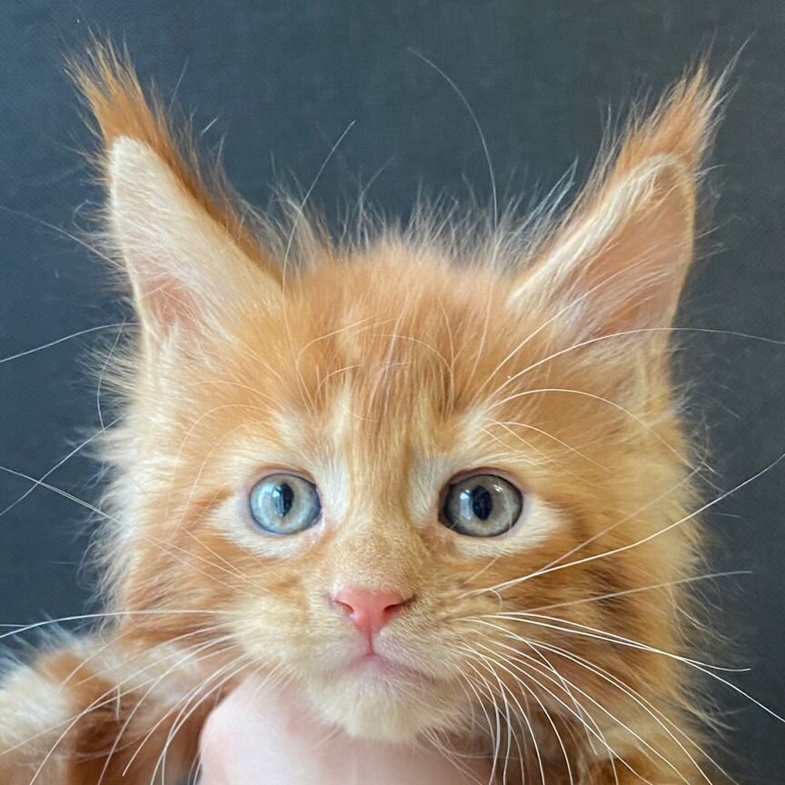 Мейн-кун мальчик красный котята