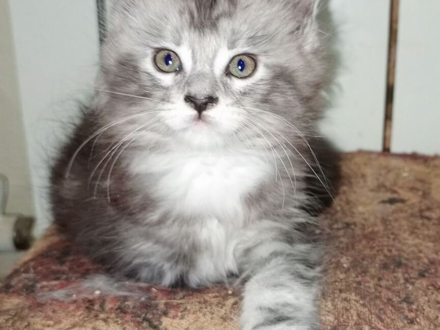 Котята