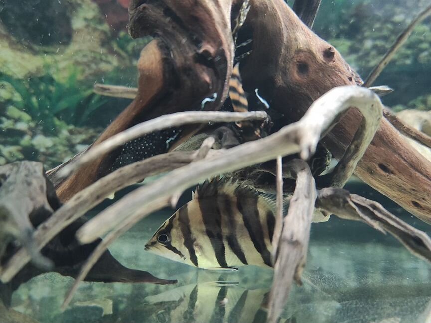 Тигровый окунь макролепис (Datnioides microlepis)