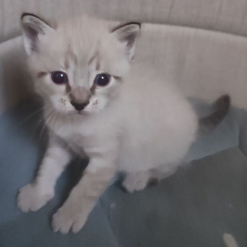 Котёнок в добрые руки