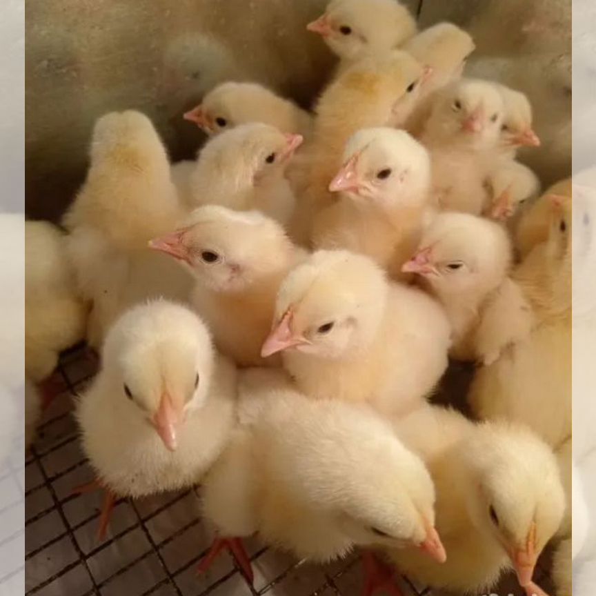 Цыплята бройлеры росс венгрия