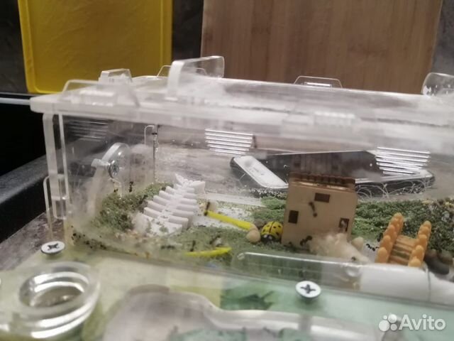 Муравьиная ферма