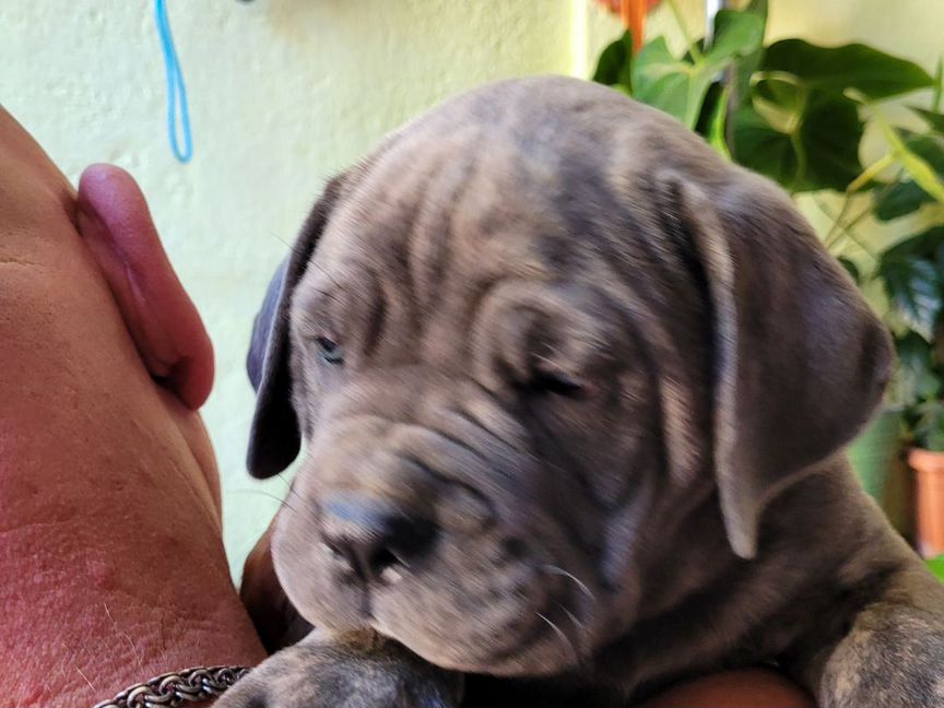 Щенки кане корсо