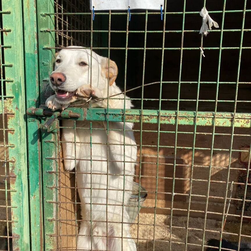 Беляш девочка из приюта