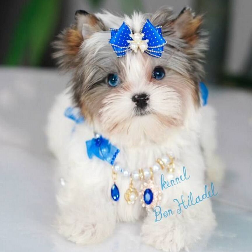 Бивер-йоркширский терьер, щенок