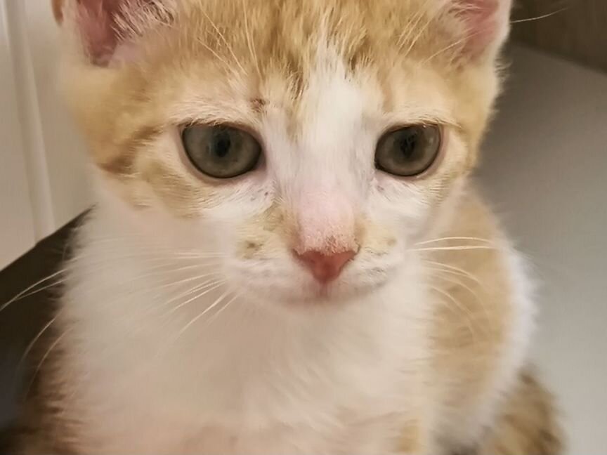 Кошки