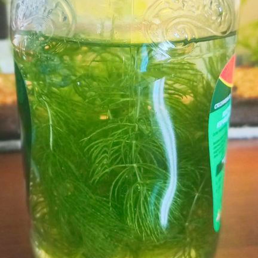 Роголистник бесплатно