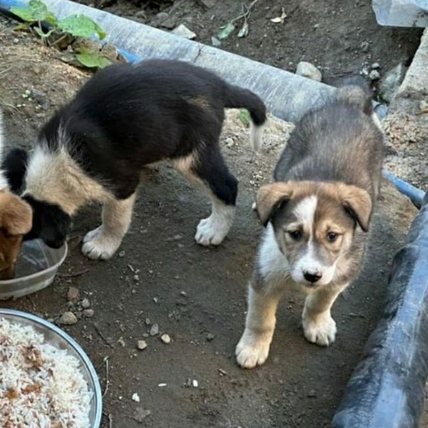 Помогите пристроить щенков