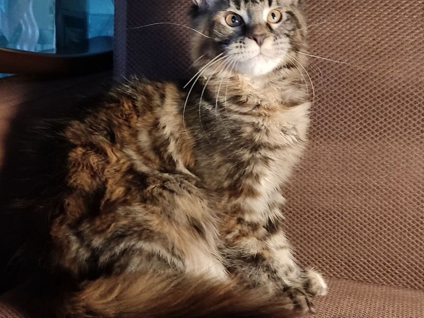 Котенок Мейн Кун полидактильная