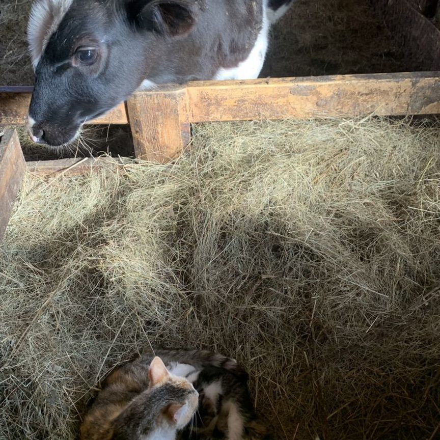Котята в добрые руки бесплатно