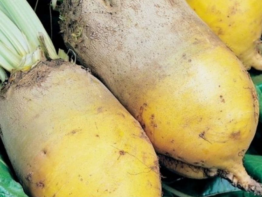 Свекла кормовая