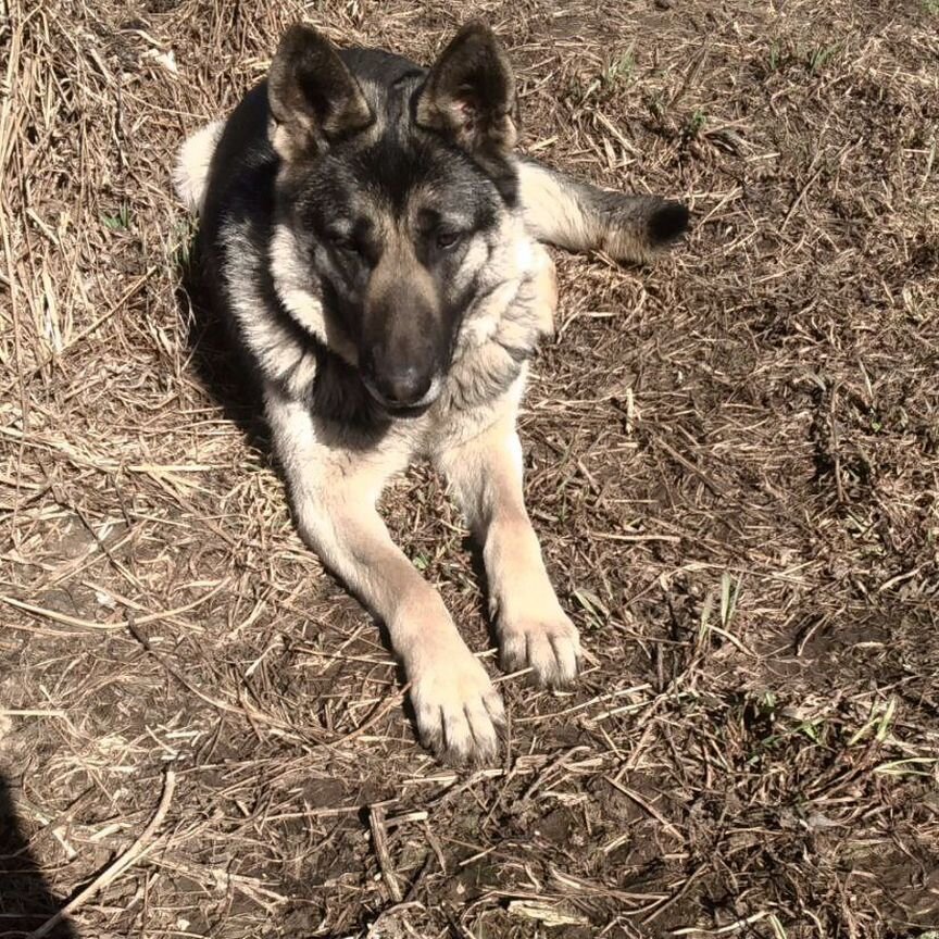 Кайла. Овчарка. Девочка. 2,5 года