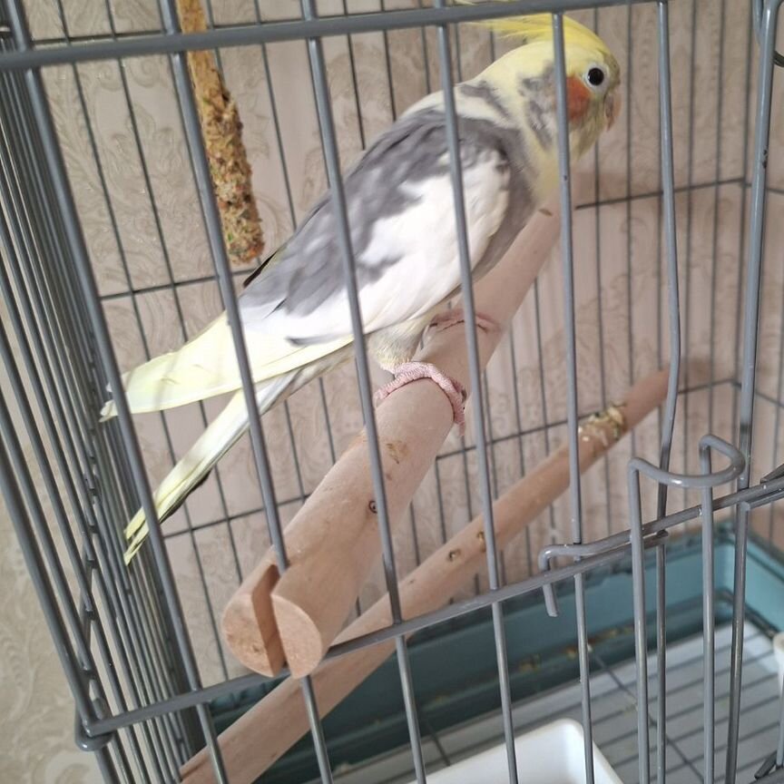 Попугай корелла с клеткой