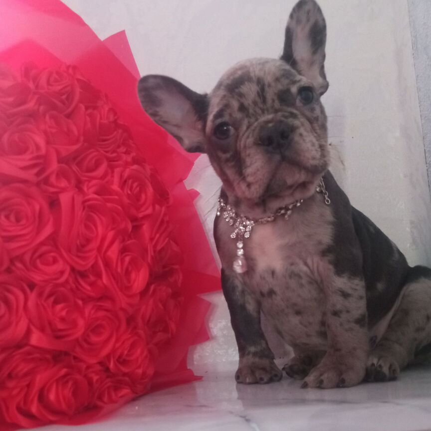 Французский бульдог, щенок