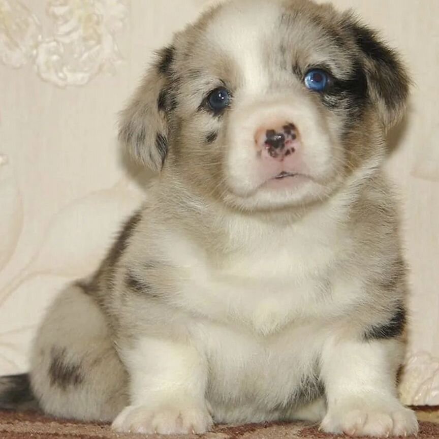 Вельш Корги Кардиган, щенок