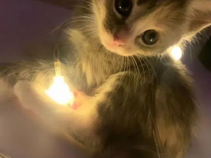 Котята мейн-кун