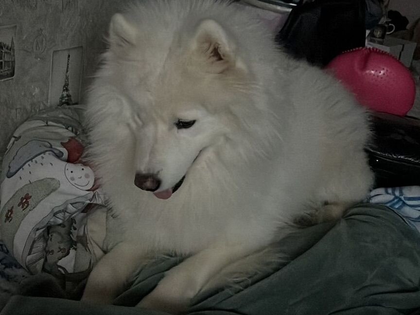 Самоедская лайка