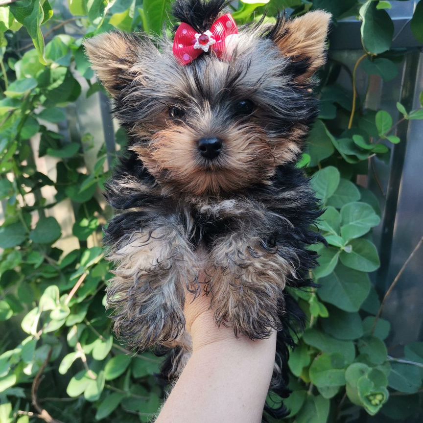 Мини мальчик Кекс
