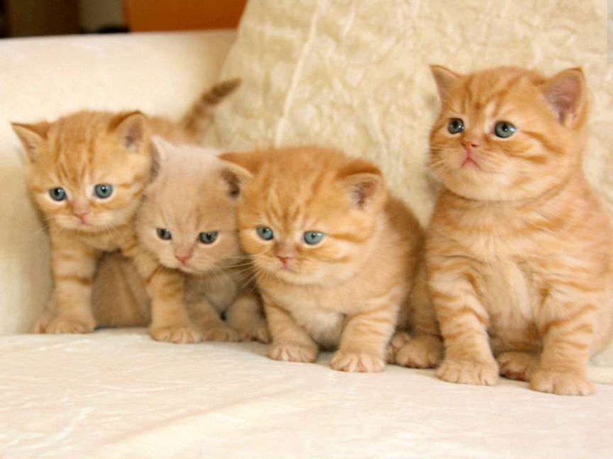 Рыжие Мишки) скоттиш страйт