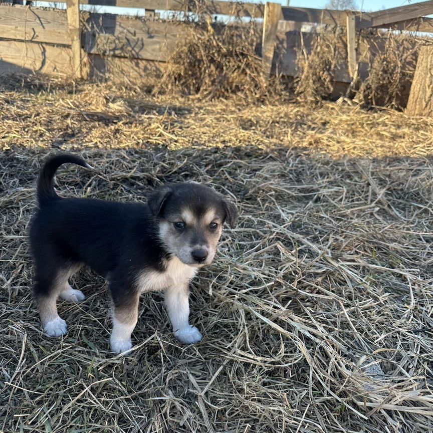 Щенки 1 месяц в добрые руки