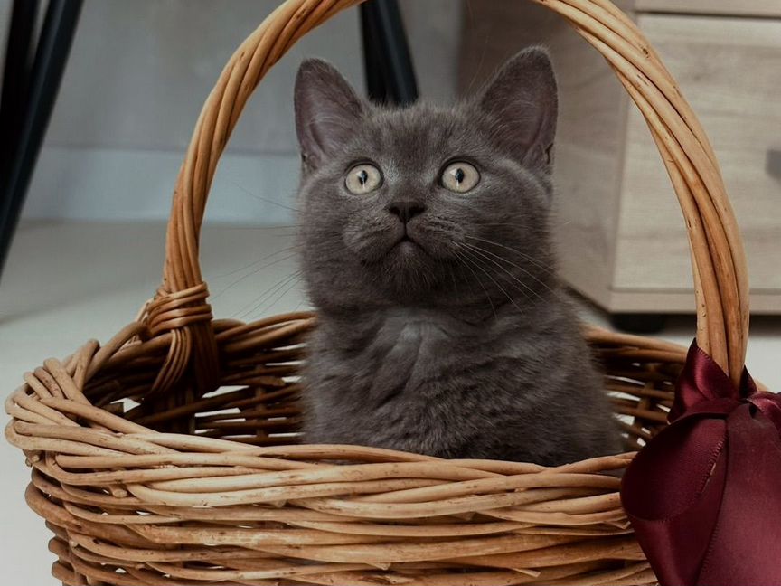Британские котята