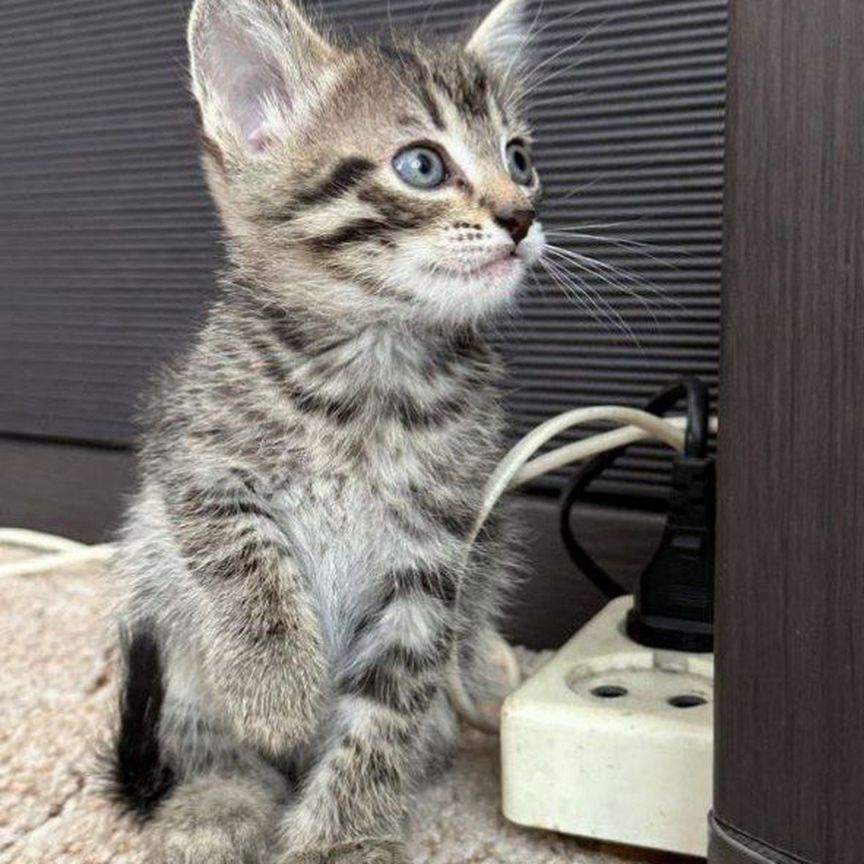 Котята