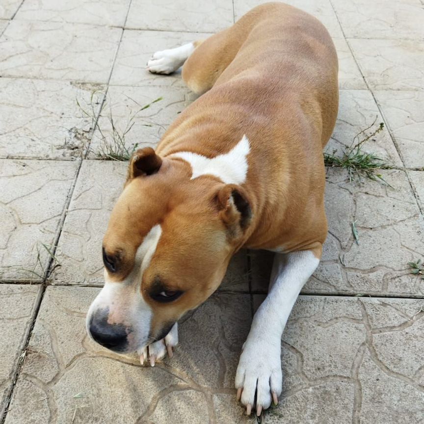 Амстафф с документами