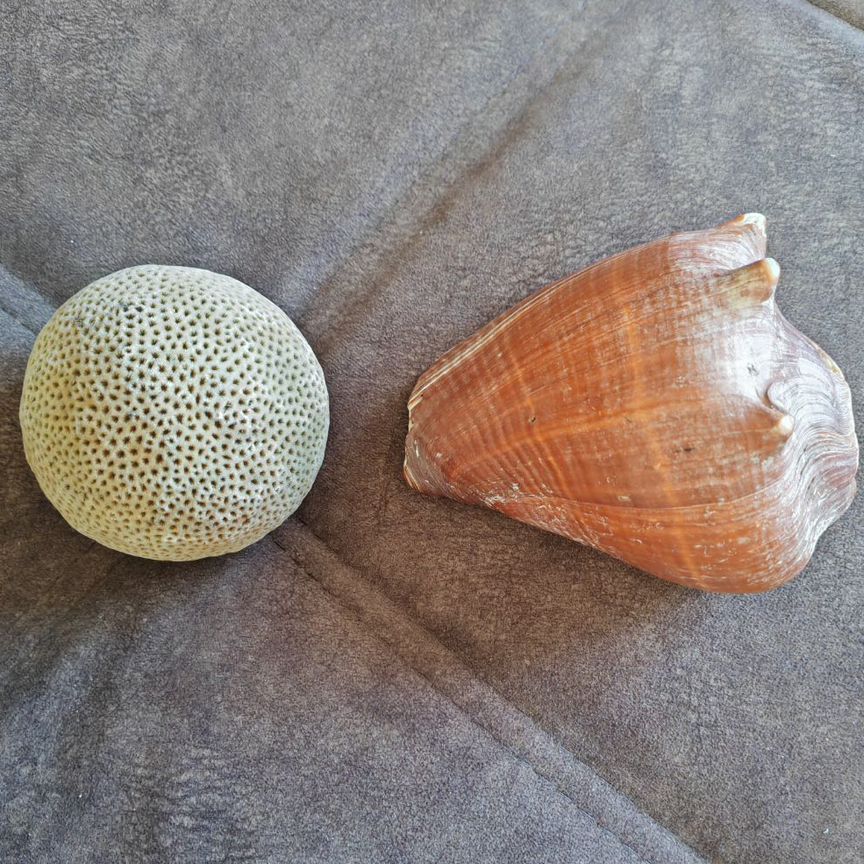 Ракушка Стромбус и Коралл мозговик