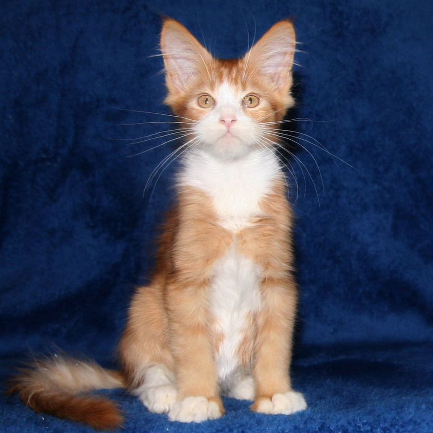 Мейн-кун котёнок