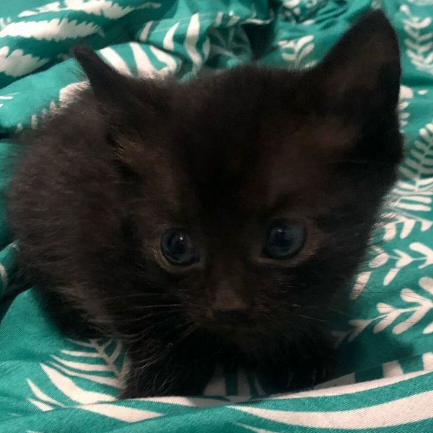 Котёнок в добрые руки