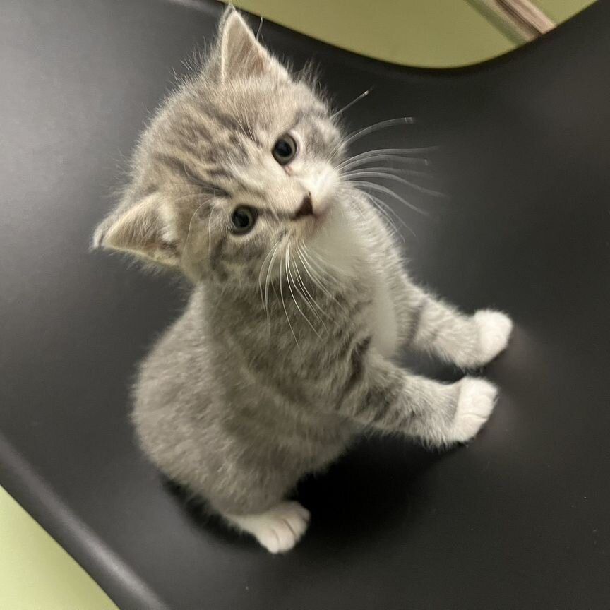 Шотландский котенок