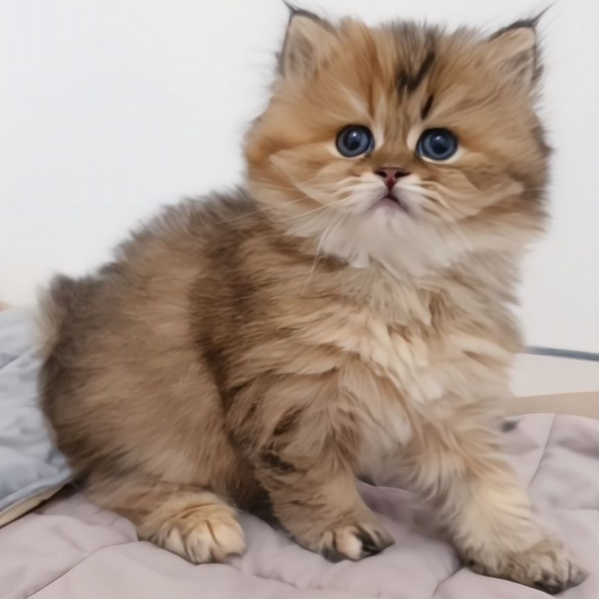 Британский длинношёрстный котёнок