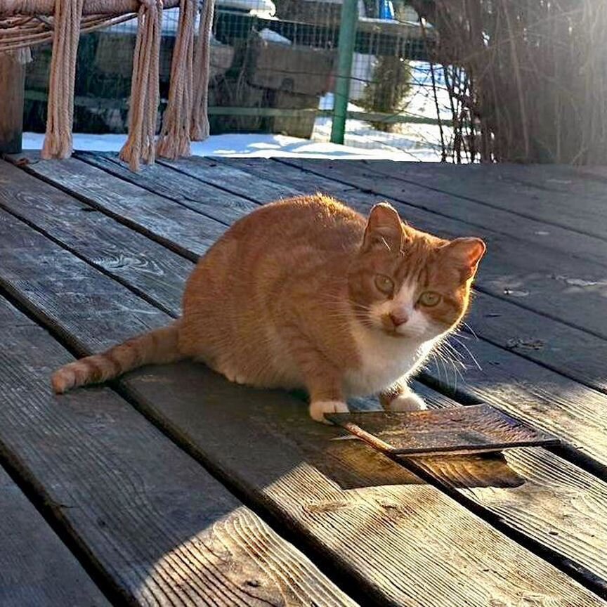 Кошку бросили на даче