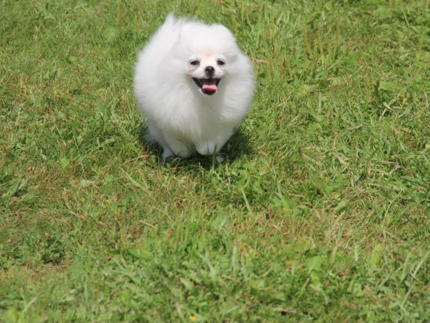 Шпиц немецкий мальчик