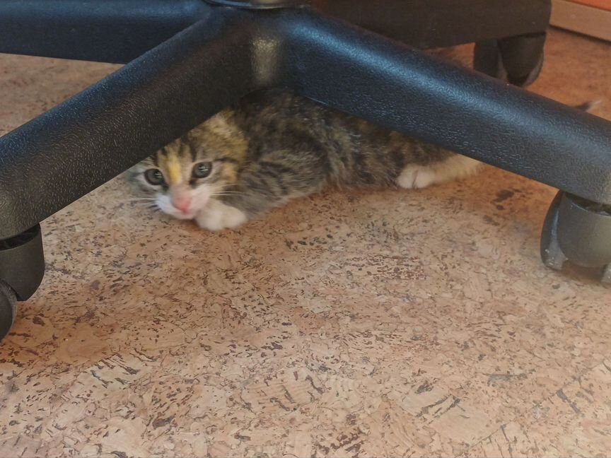 Красотун 2 мес