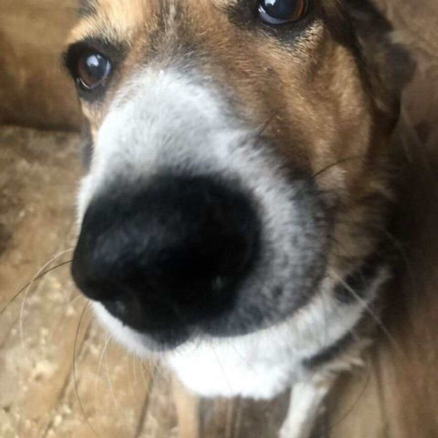 Собака Лиза: элегантность и жизнерадостность