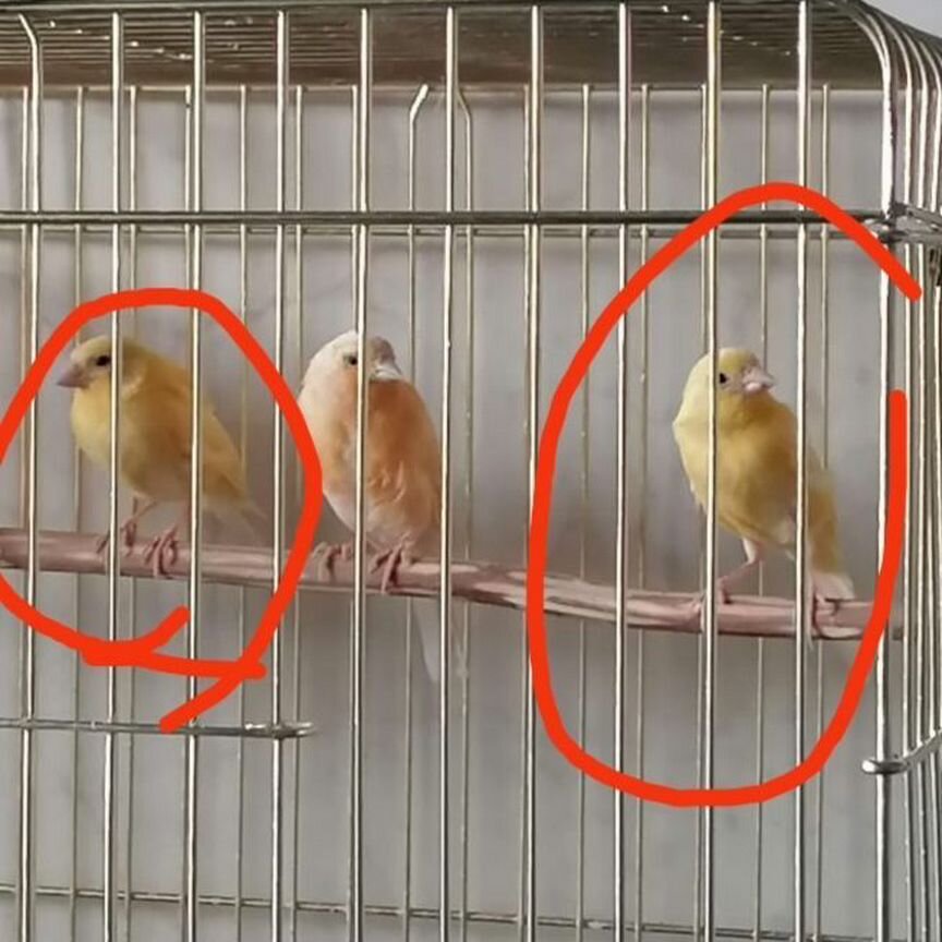 Кенара и канарейки